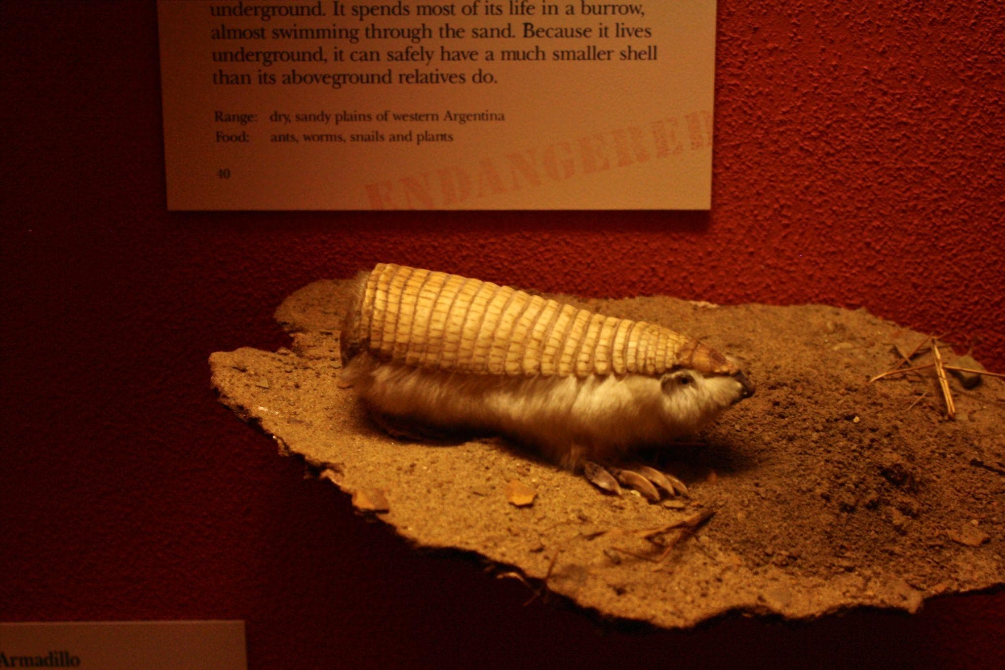 The Pink Fairy Armadillo Is Equal Parts Adorable And Kinda Scary