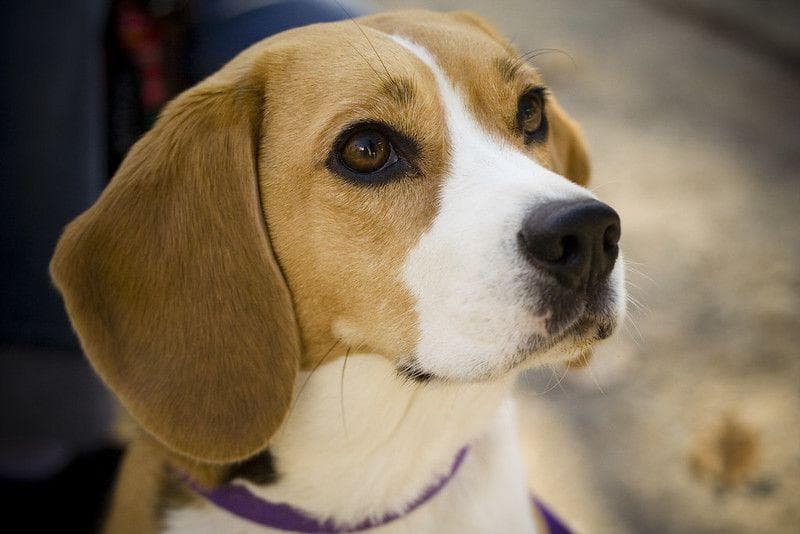 12 Insane Ways Scientists Are Genetically Modifying Animals