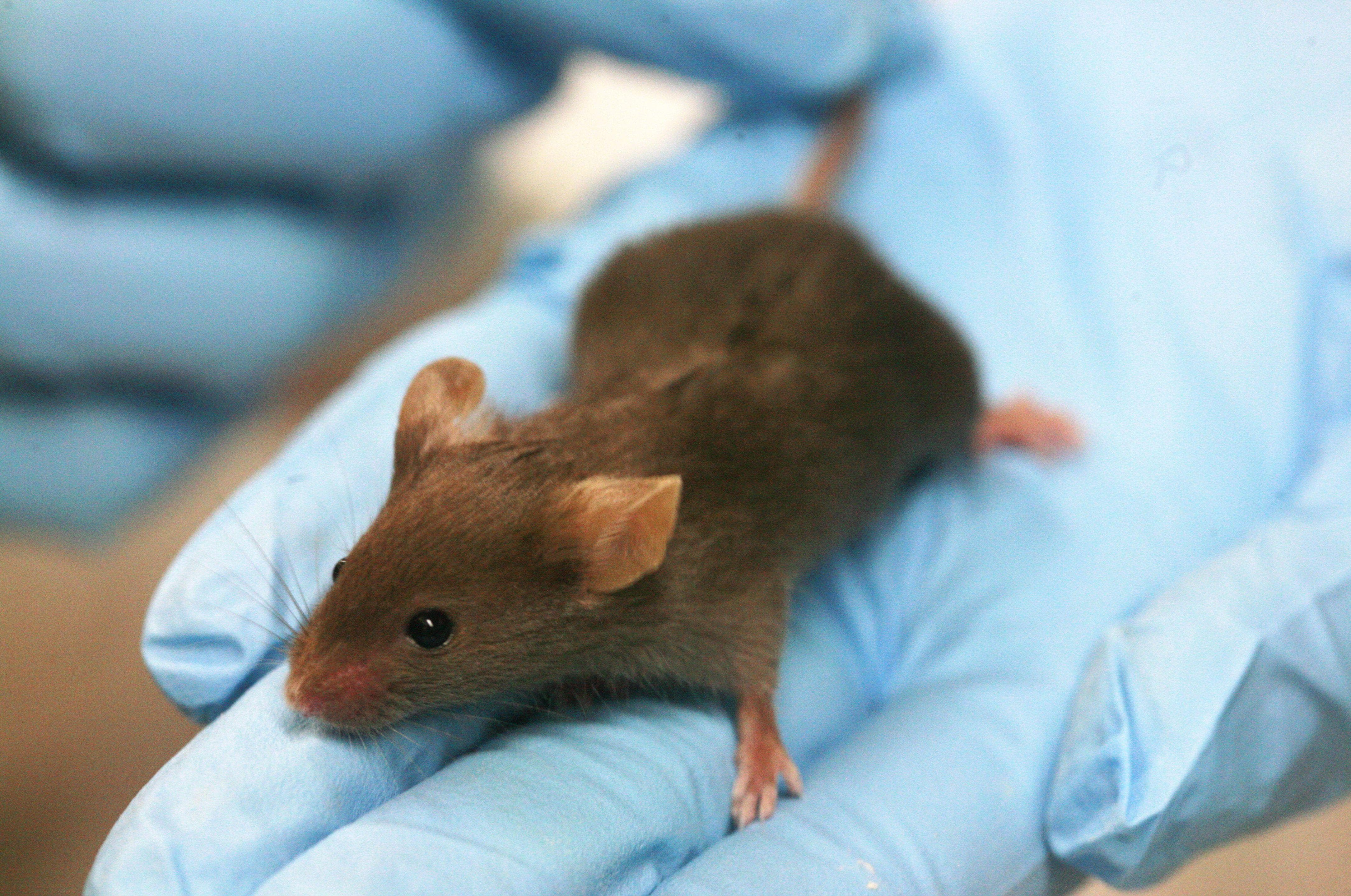 12 Insane Ways Scientists Are Genetically Modifying Animals