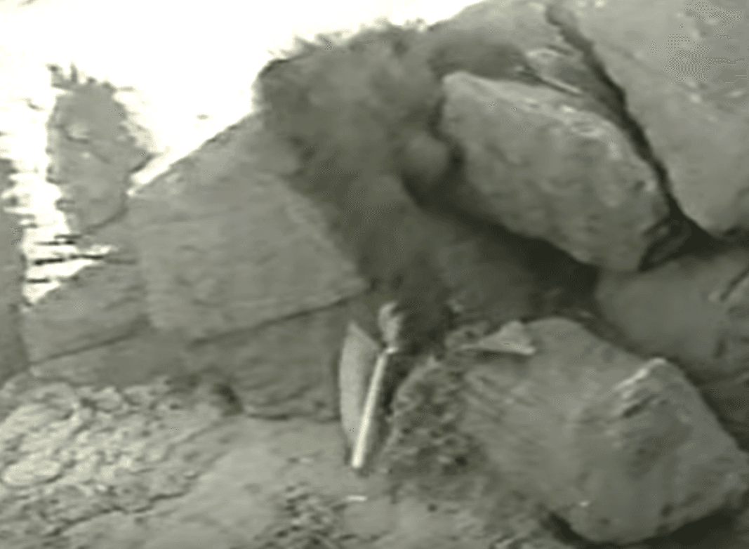 Ken Allen Is An Orangutang Infamous For His Daring Escapes