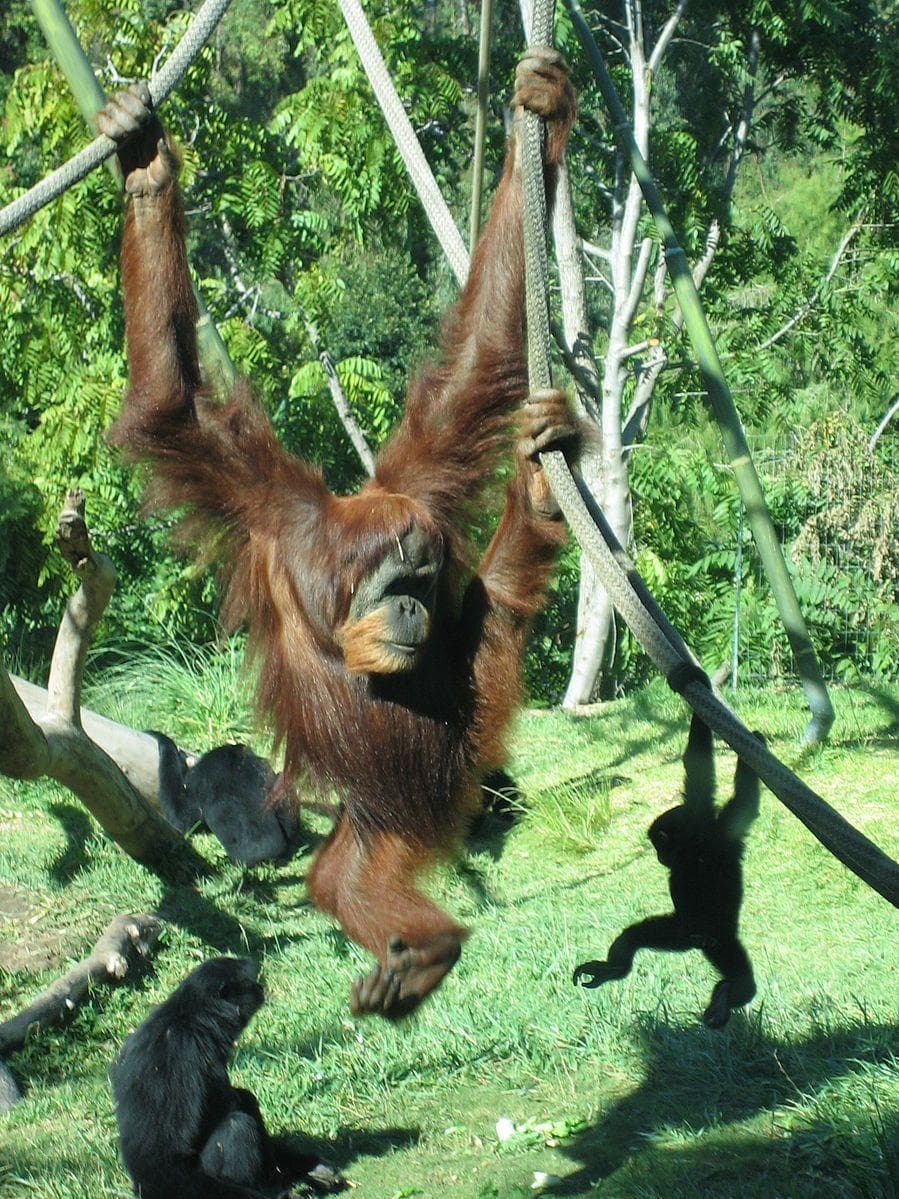 Ken Allen Is An Orangutang Infamous For His Daring Escapes
