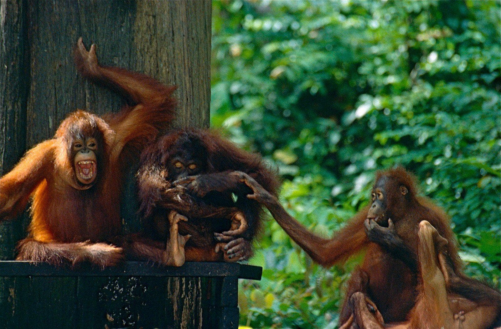Ken Allen Is An Orangutang Infamous For His Daring Escapes
