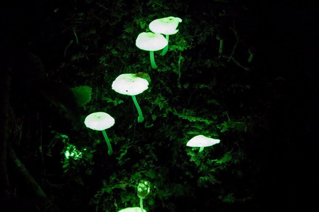 Inside The Kelly-Hopkinsville Alien Encounter of 1955