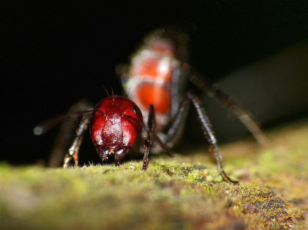 These Animals May Have Committed Suicide