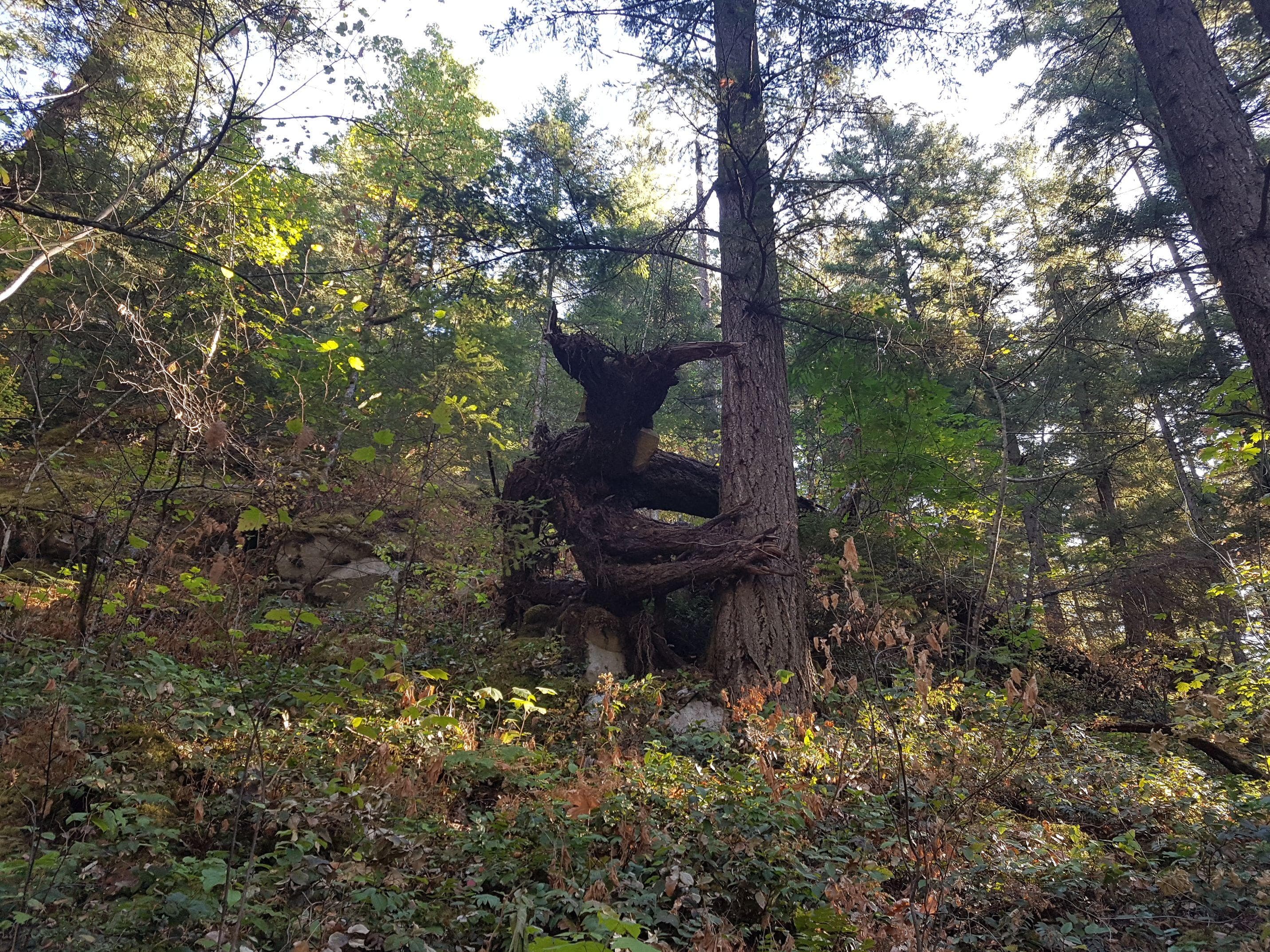 Creepy And Sinister Trees That Look Like They Grew Out Of The Pits Of Hell
