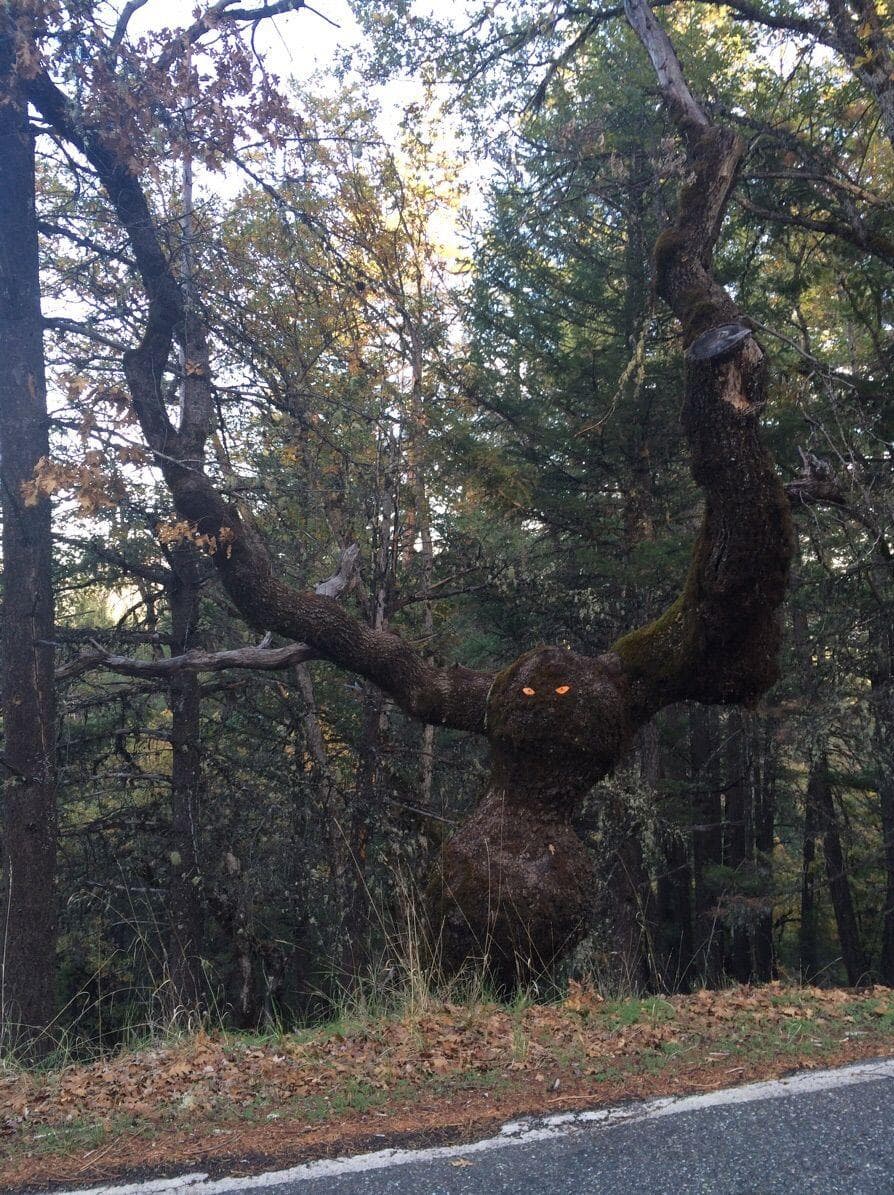 Creepy And Sinister Trees That Look Like They Grew Out Of The Pits Of Hell