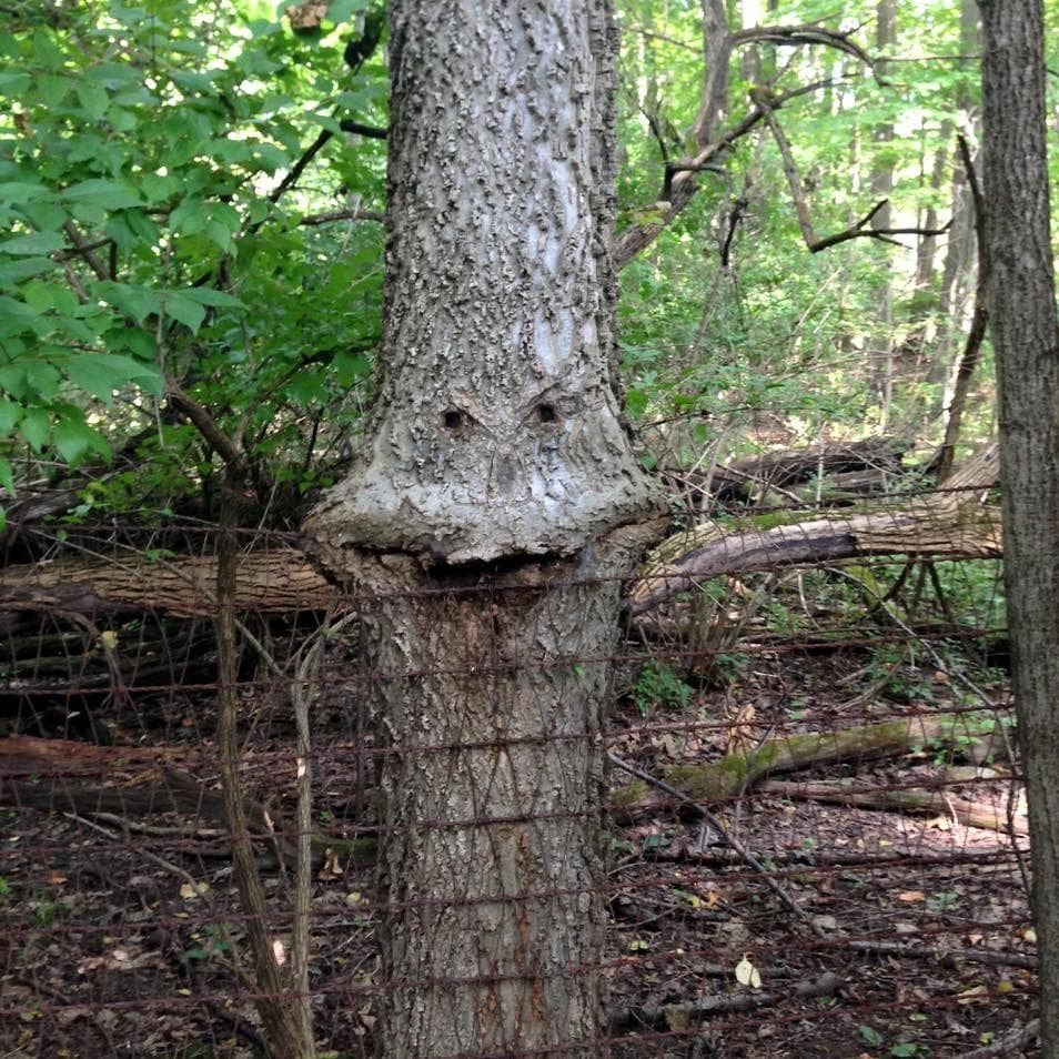 Creepy And Sinister Trees That Look Like They Grew Out Of The Pits Of Hell