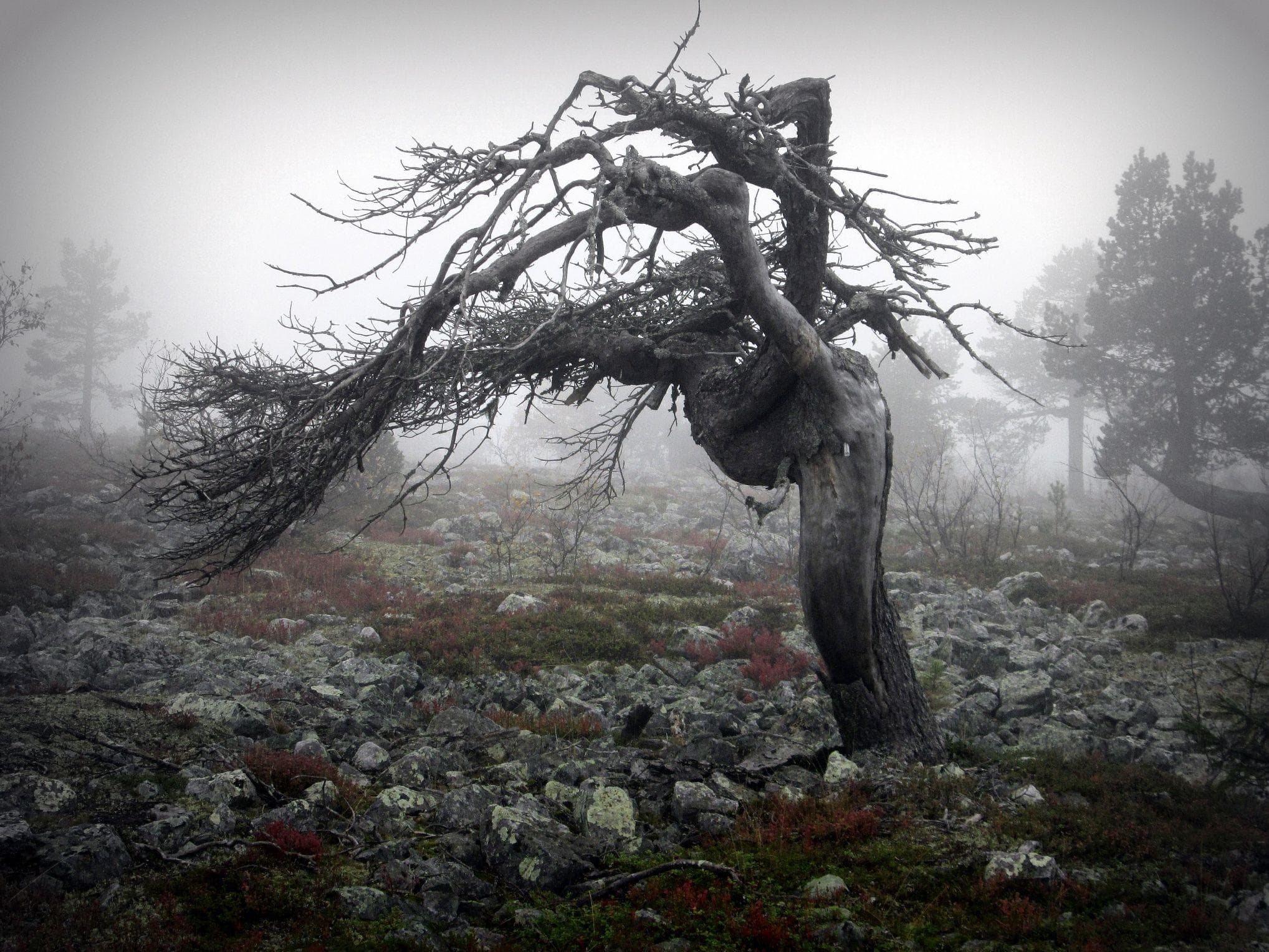 Creepy And Sinister Trees That Look Like They Grew Out Of The Pits Of Hell