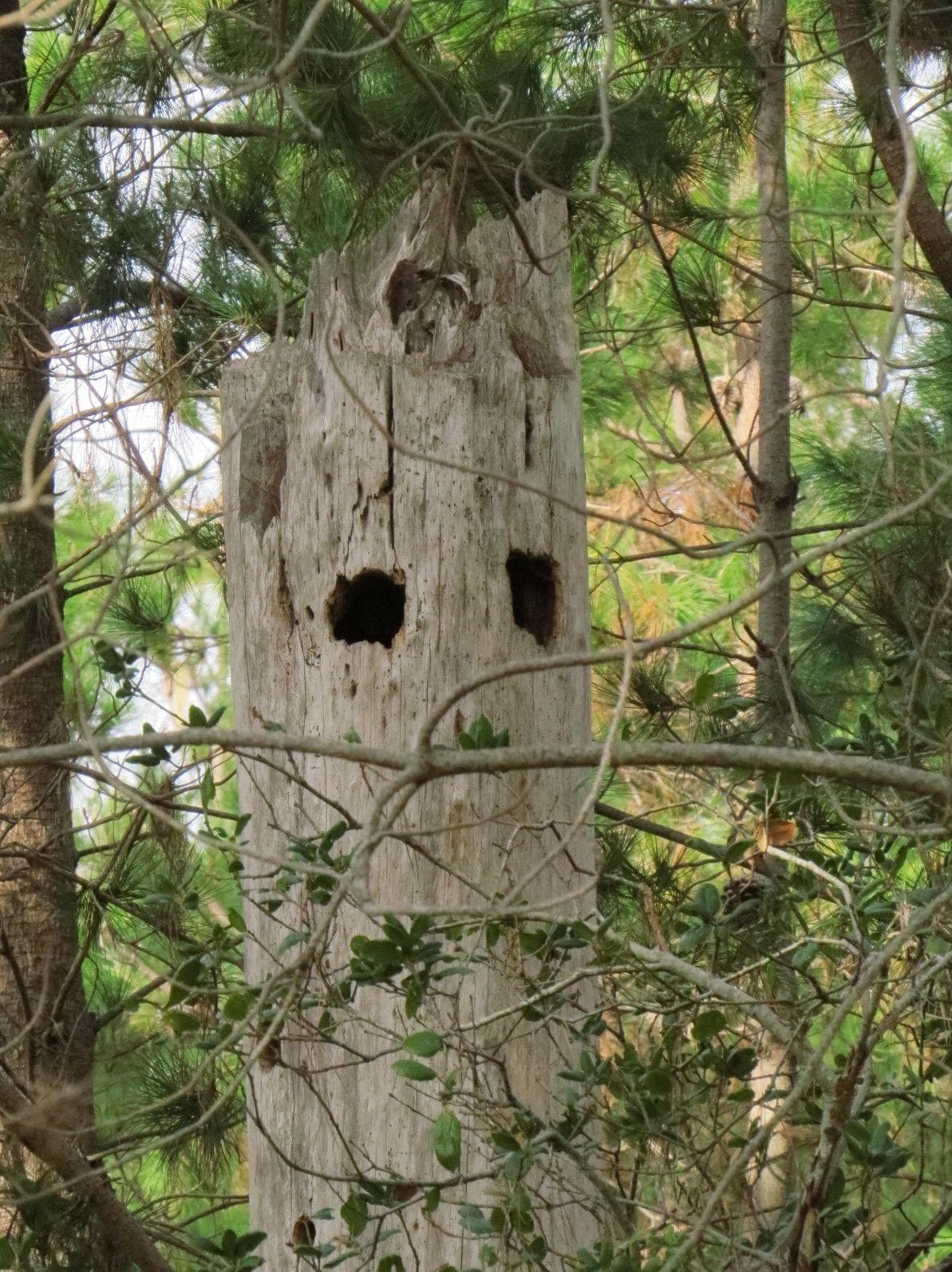 Creepy And Sinister Trees That Look Like They Grew Out Of The Pits Of Hell