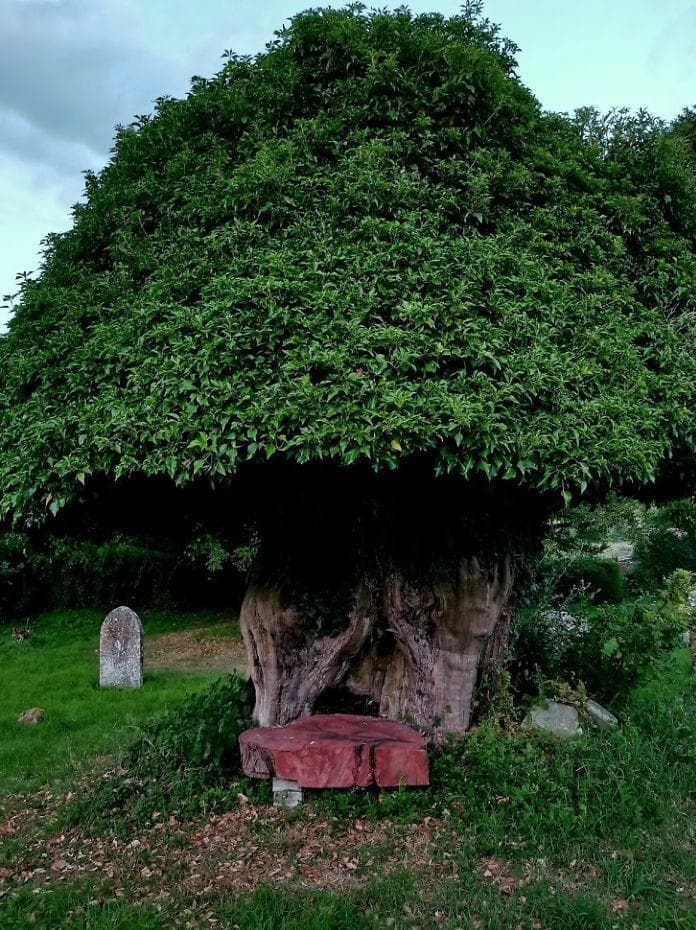 Creepy And Sinister Trees That Look Like They Grew Out Of The Pits Of Hell