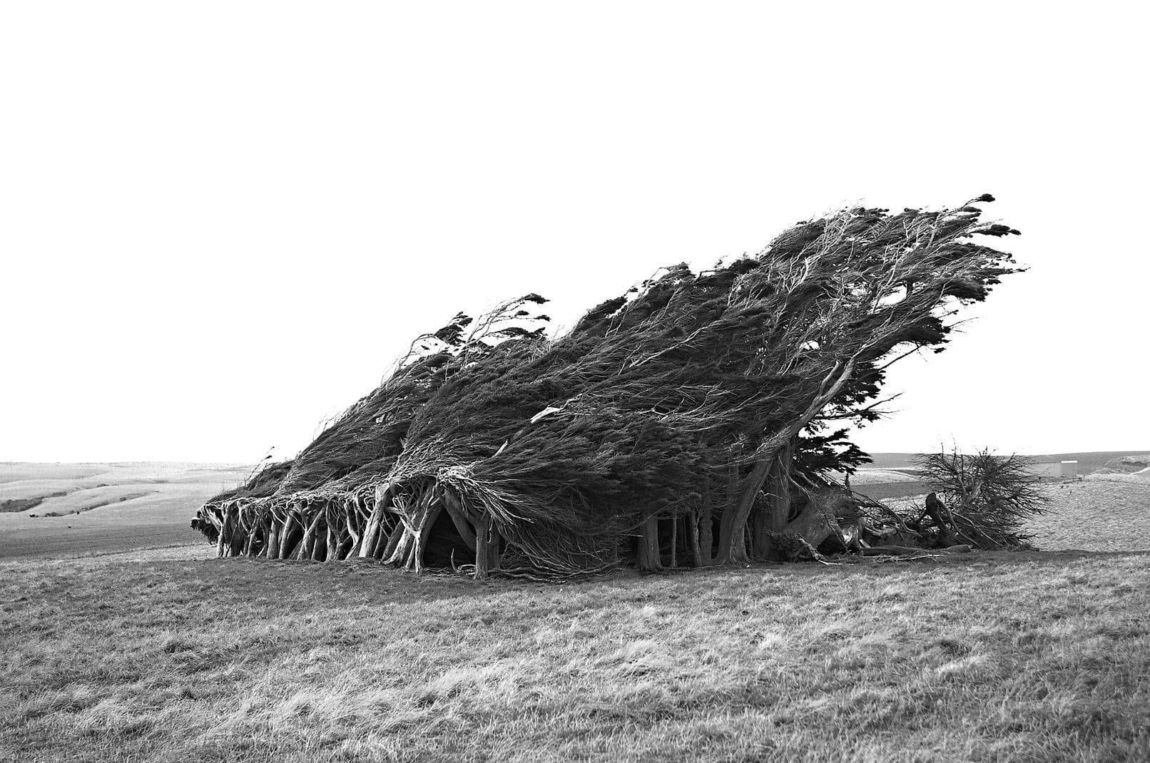 Creepy And Sinister Trees That Look Like They Grew Out Of The Pits Of Hell
