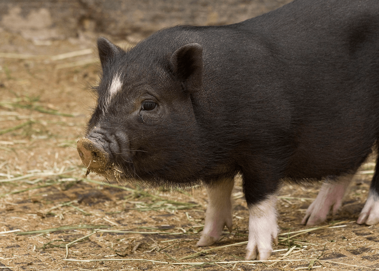 All the Animals That Have Been Cloned So Far