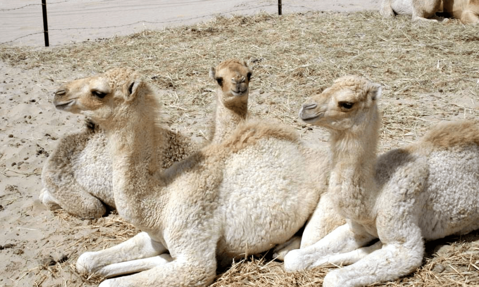 All the Animals That Have Been Cloned So Far