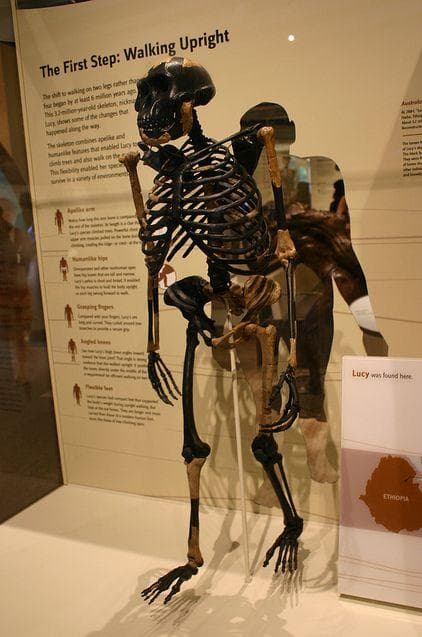 The Story Of Lucy - A Humanoid Skeleton That Is 3.2 Million Years Old