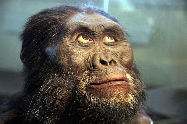 The Story Of Lucy - A Humanoid Skeleton That Is 3.2 Million Years Old