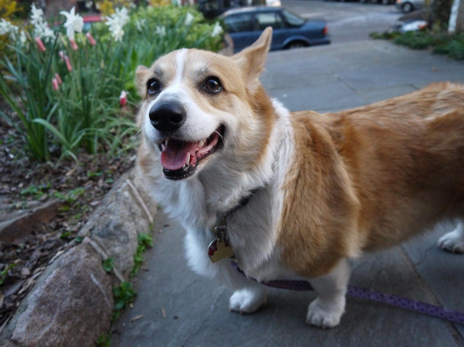 Which Dog Breed Should You Get Based On Your Myers-Briggs