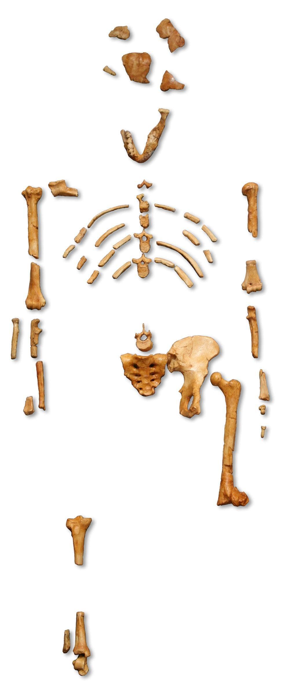 The Story Of Lucy - A Humanoid Skeleton That Is 3.2 Million Years Old