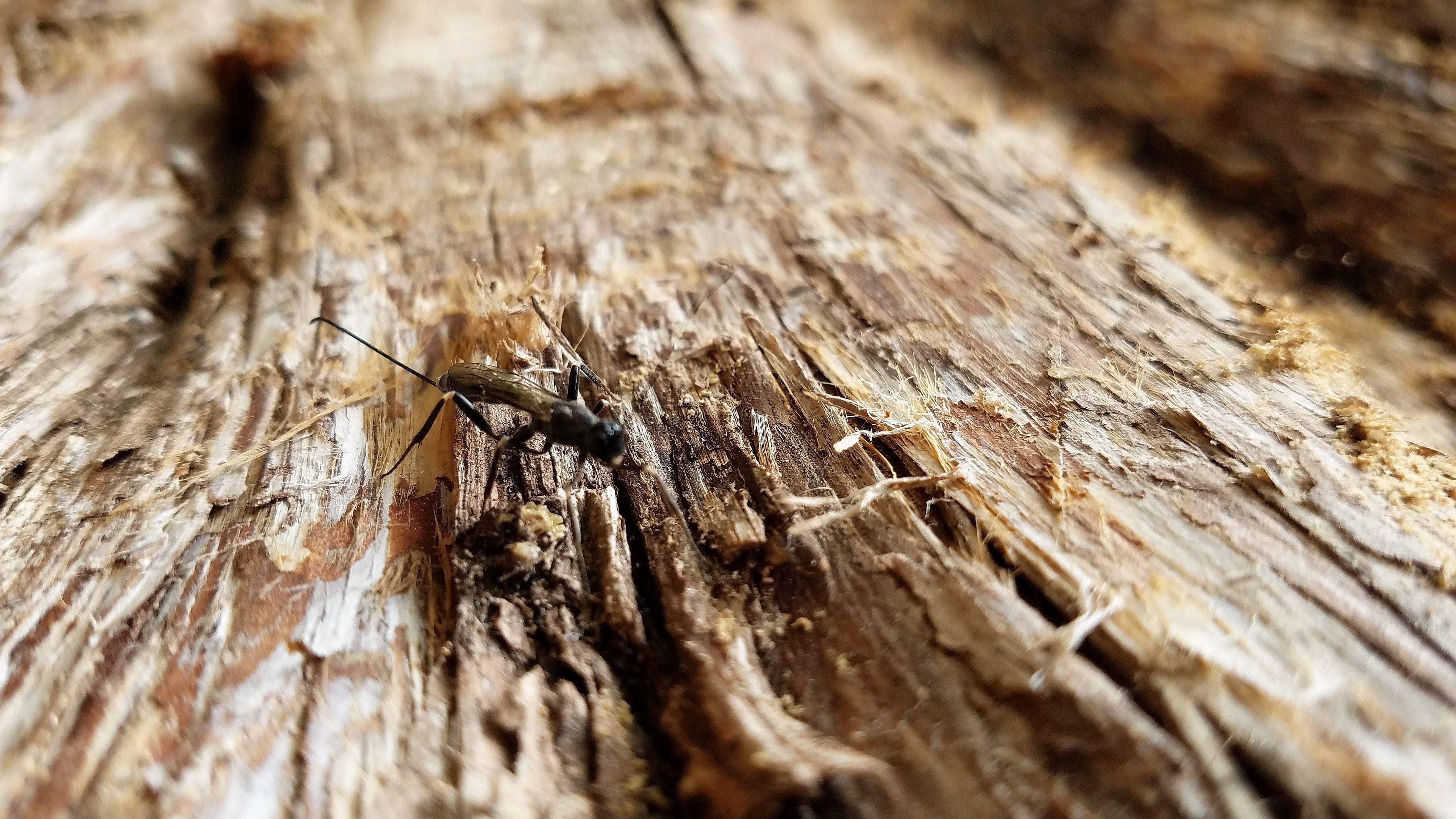 Tree Man Disease Is A Rare And Incurable Condition