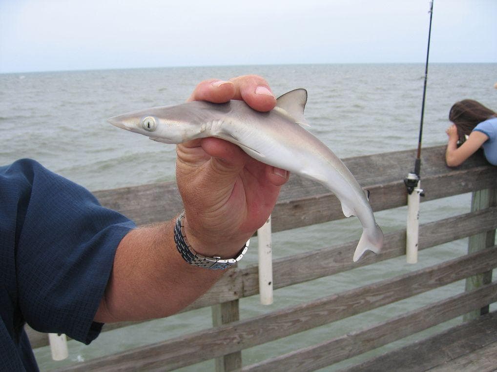 Is 'Jaws' A True Story? Meet The Matawan Man-Eater