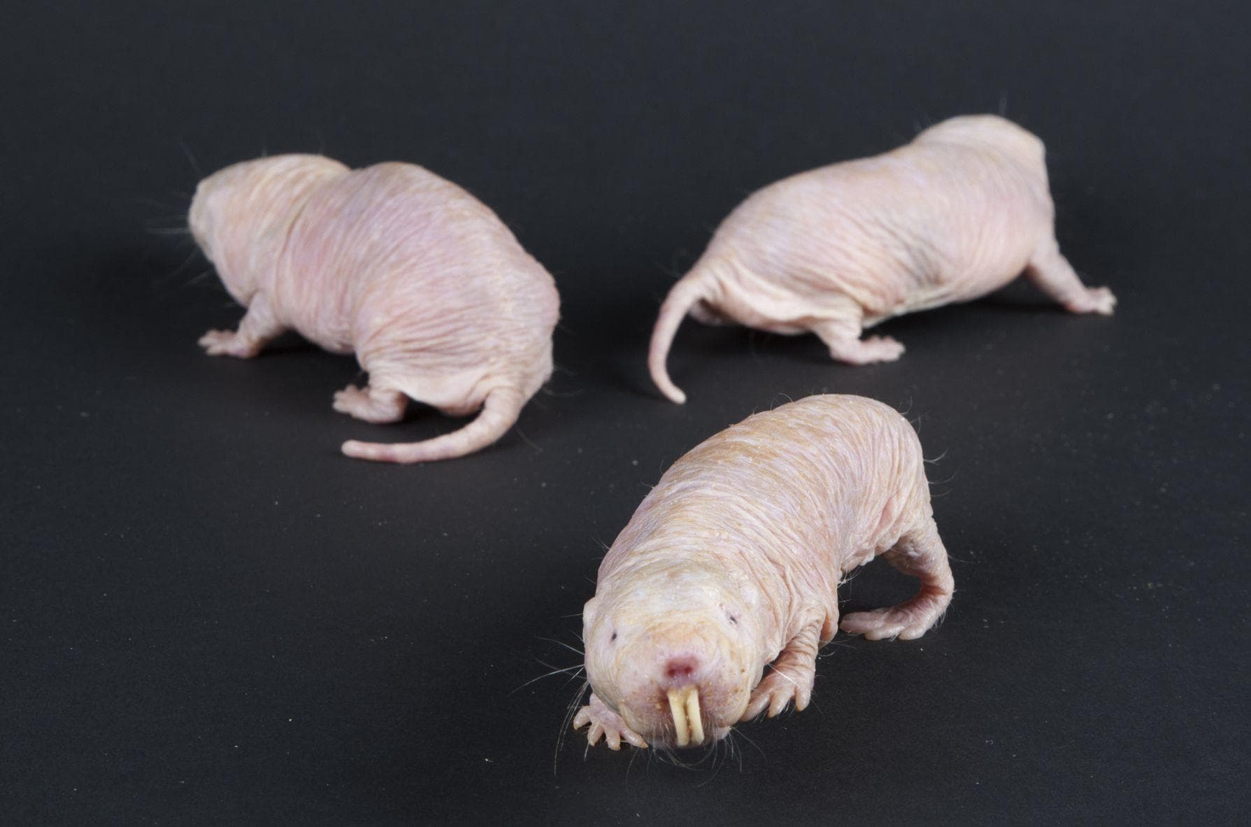 Naked Mole Rats Are Ugly But The Are Crucial For A Surprising Reason