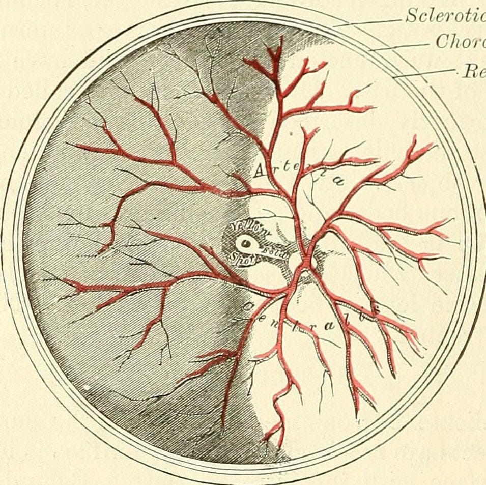 12 Fascinating Facts About Your Freaky Eyeballs