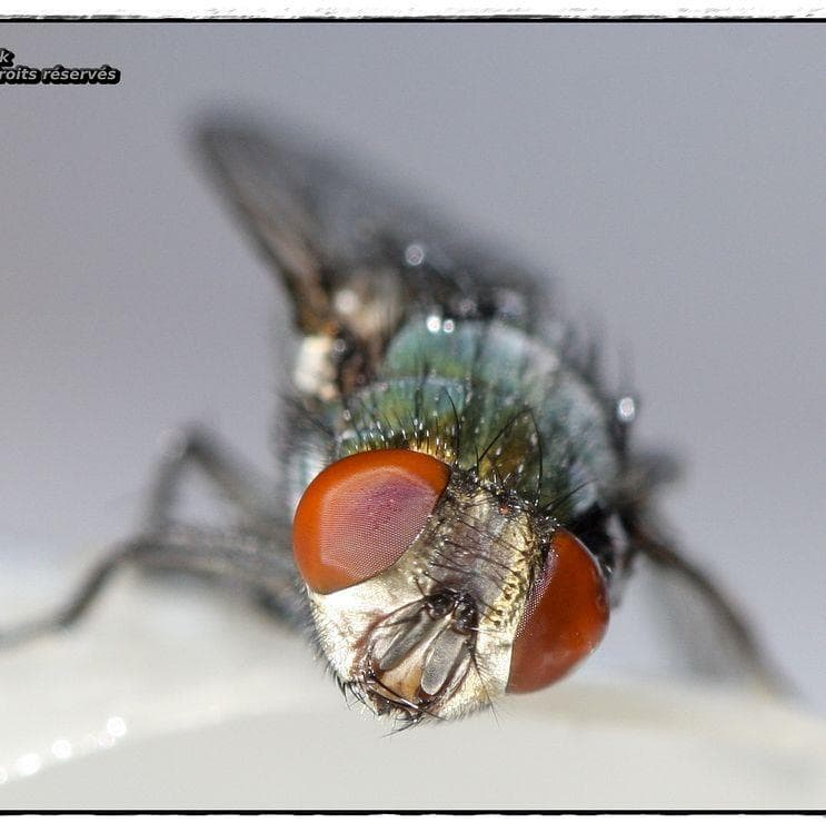 13 Weird Insect Facts That Will Creep You Out