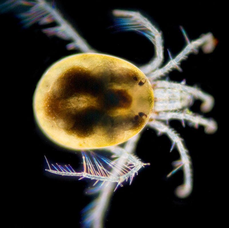 13 Weird Insect Facts That Will Creep You Out