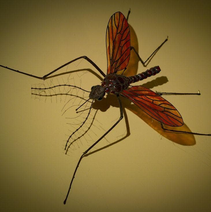 13 Weird Insect Facts That Will Creep You Out