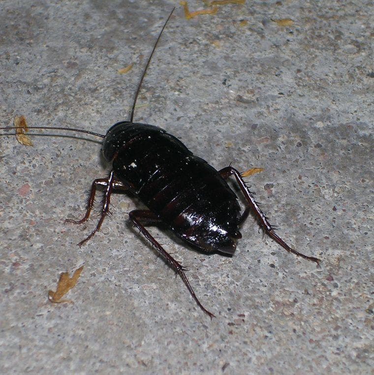 13 Weird Insect Facts That Will Creep You Out