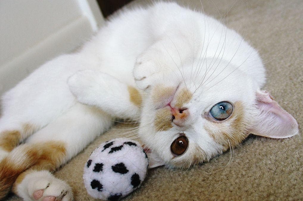 Everything You've Ever Wanted To Know About Heterochromia