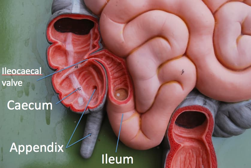 There's Physical Evidence Of Evolution Right On Your Body