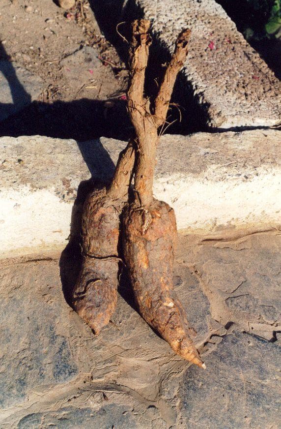 The Mandrake Root From Harry Potter Actually Exists, And Was Allegedly ...
