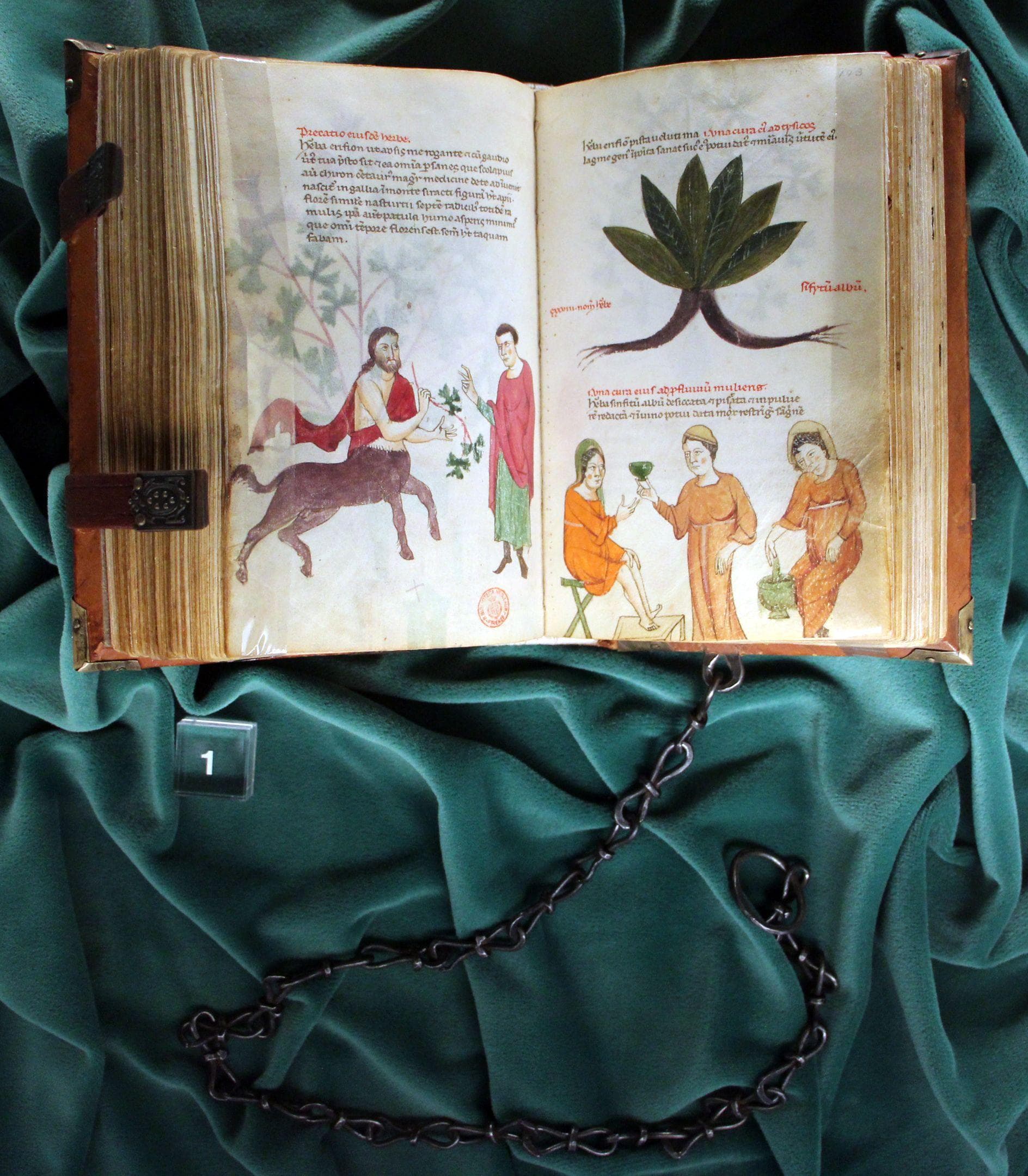 The Mandrake Root From Harry Potter Actually Exists, And Was Allegedly ...