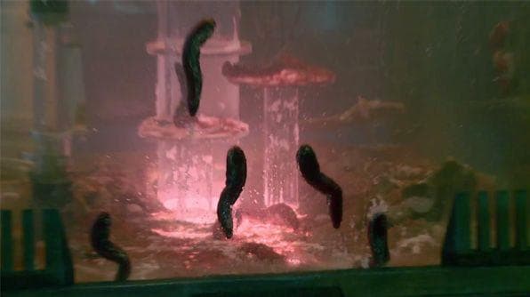 All The Things In The Collector's Collection, Explained