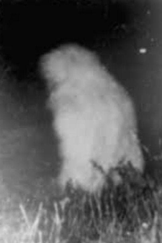 United States Lake Monsters That Will Make You Reconsider Your Summer ...