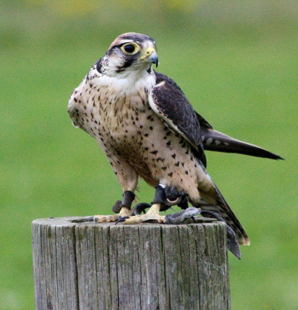 What Is Your Native American Zodiac Sign, And What Does It Say About You?