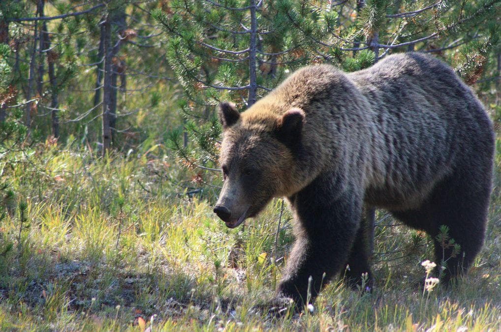 What Is Your Native American Zodiac Sign, And What Does It Say About You?