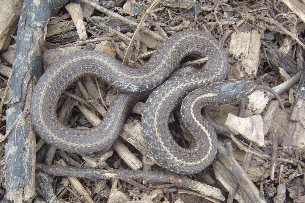 What Is Your Native American Zodiac Sign, And What Does It Say About You?