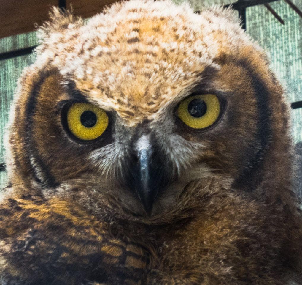 What Is Your Native American Zodiac Sign, And What Does It Say About You?