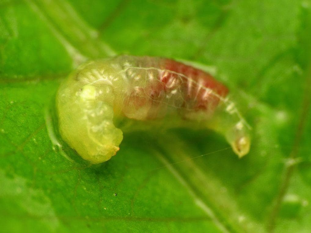 All Of The Flesh Eating Insects That Make Our Skin Crawl