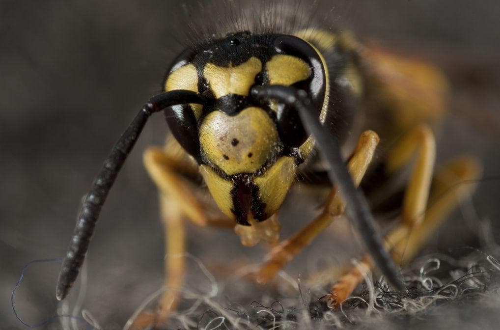 Here Are All Of The Insects That Love To Feed Off Of Human Flesh
