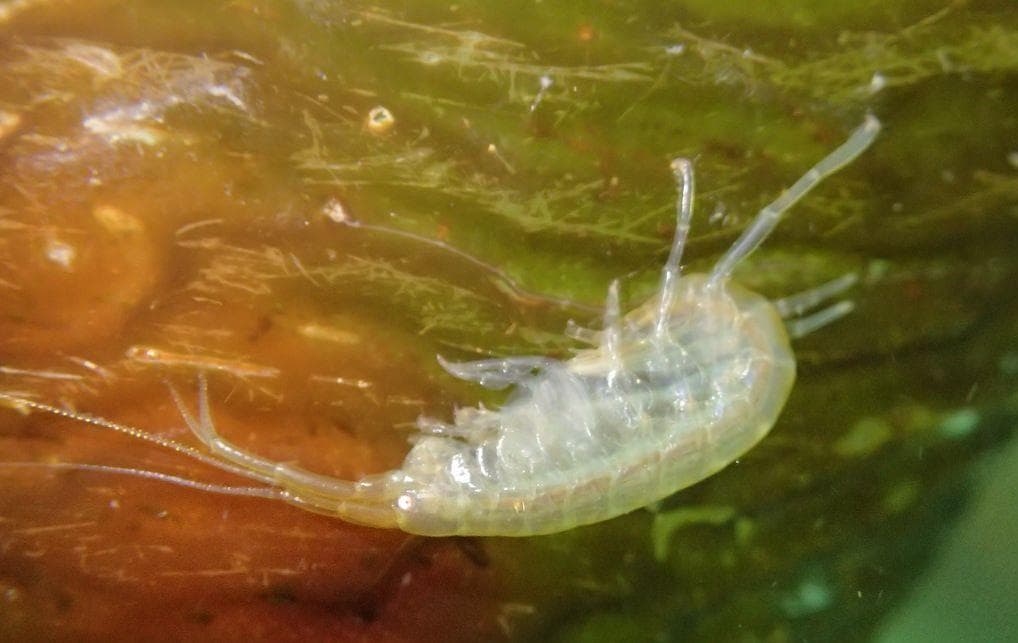 All Of The Flesh Eating Insects That Make Our Skin Crawl