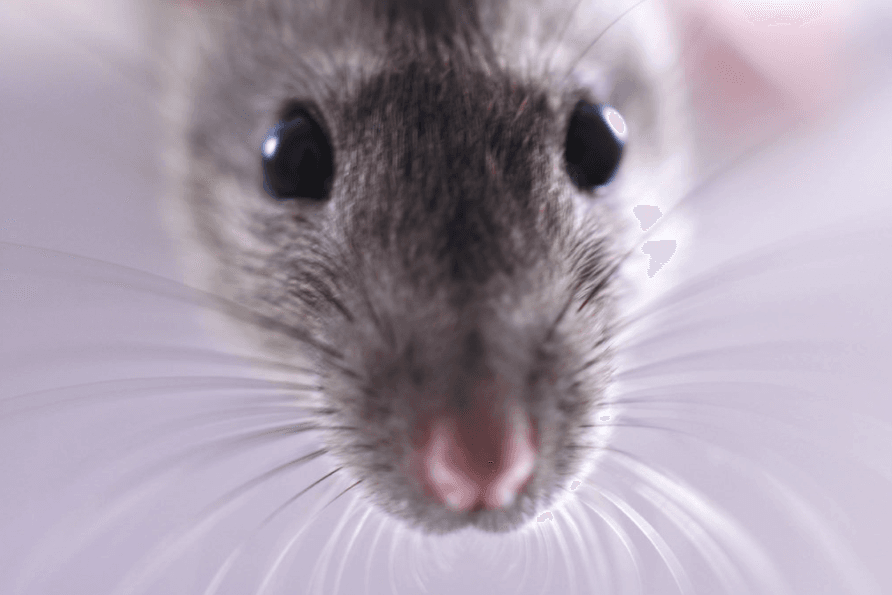 13 Stories About Rat Hoarders You'll Wish Weren't True