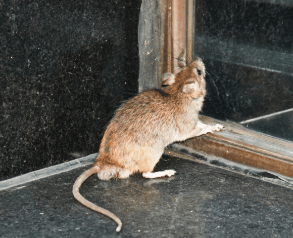 13 Stories About Rat Hoarders You'll Wish Weren't True