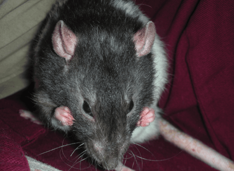 13 Stories About Rat Hoarders You'll Wish Weren't True