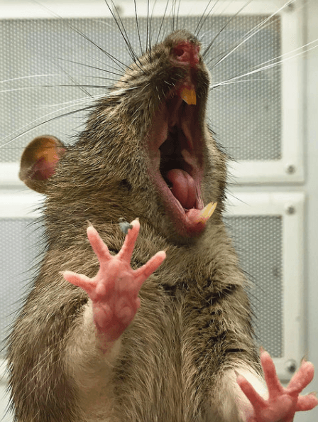 13 Stories About Rat Hoarders You'll Wish Weren't True