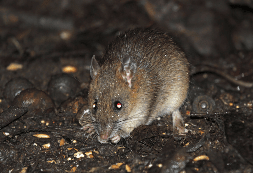 13 Stories About Rat Hoarders You'll Wish Weren't True