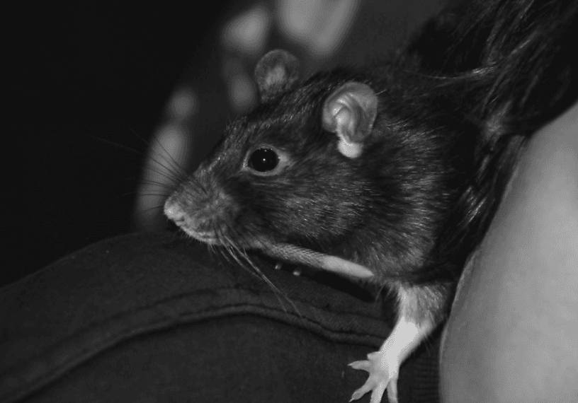 13 Stories About Rat Hoarders You'll Wish Weren't True