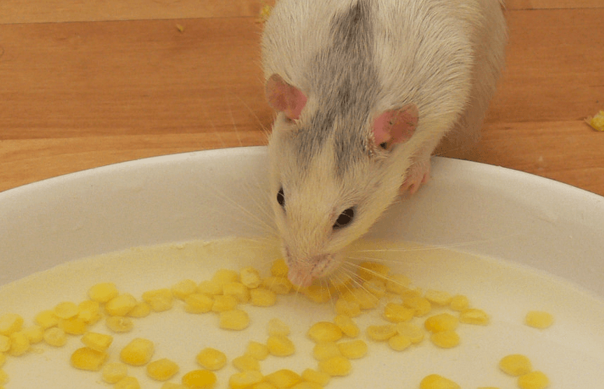 13 Stories About Rat Hoarders You'll Wish Weren't True