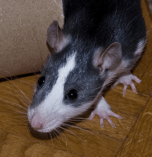 13 Stories About Rat Hoarders You'll Wish Weren't True